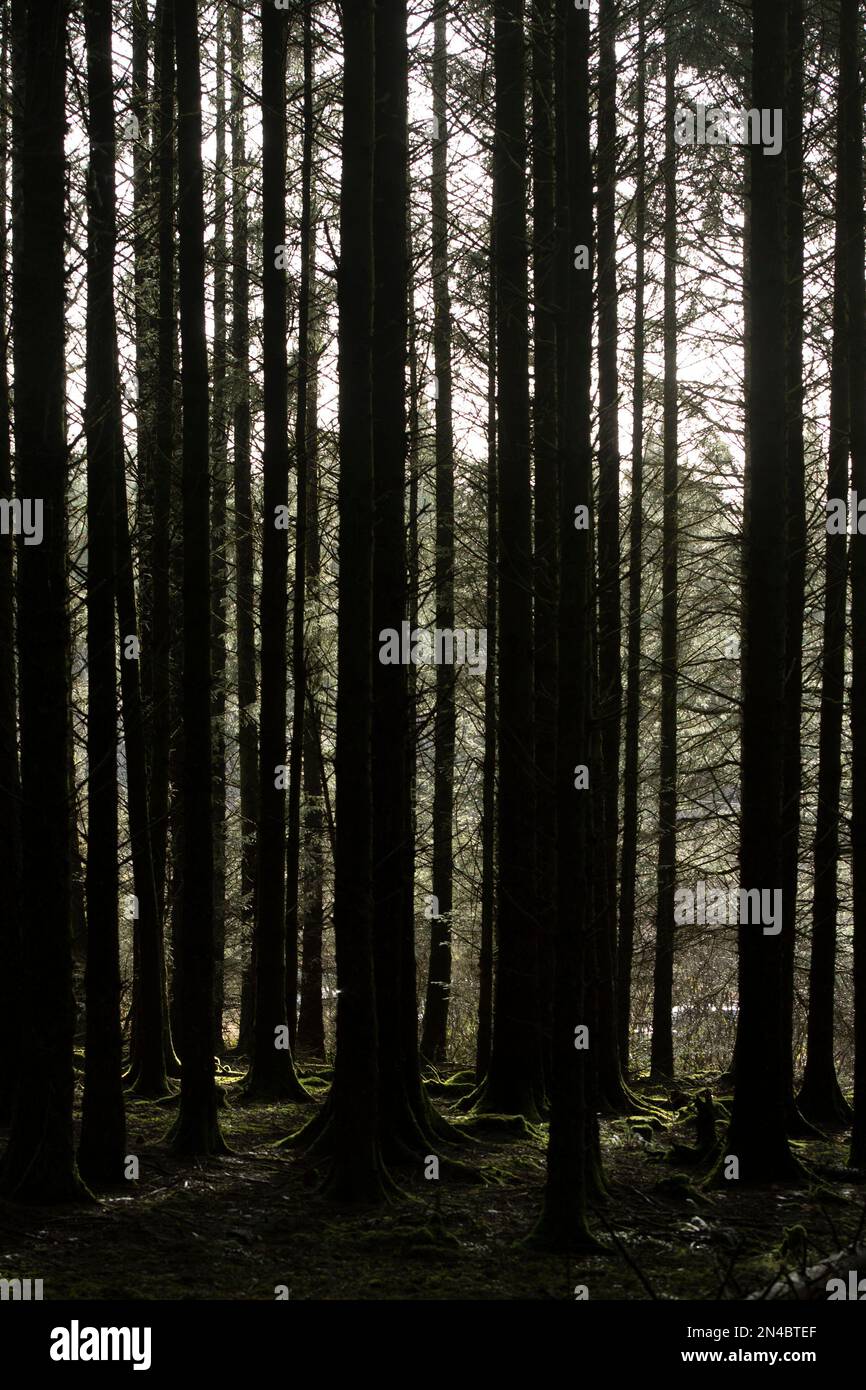 Natural forest trees hi-res stock photography and images - Alamy