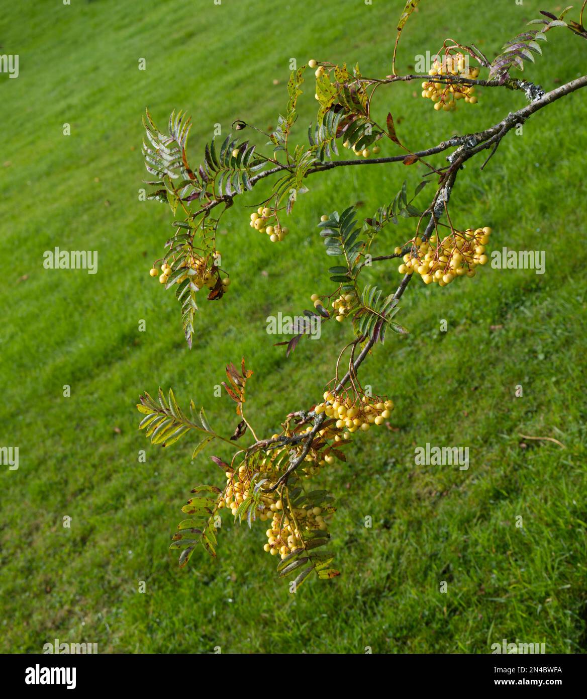 Yellow sorbus beries hi-res stock photography and images - Alamy