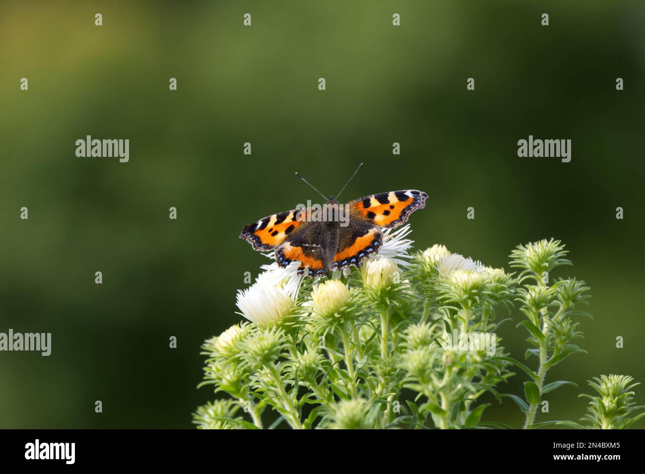 Tortoiseshell butterfly Aglais urticae on white aster, also known as ...