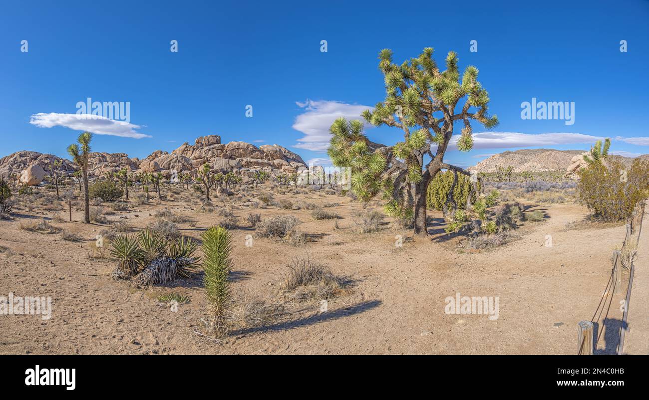 Picture of Yoshua Tree National Park with cactus trees in California ...