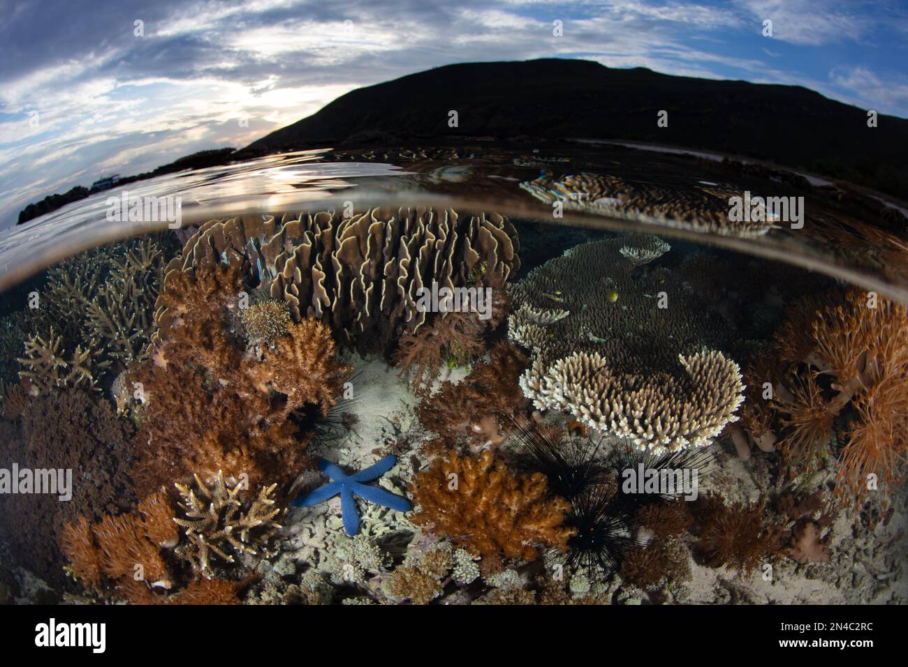 A healthy reef composed of a variety of corals and fish grows in Komodo ...