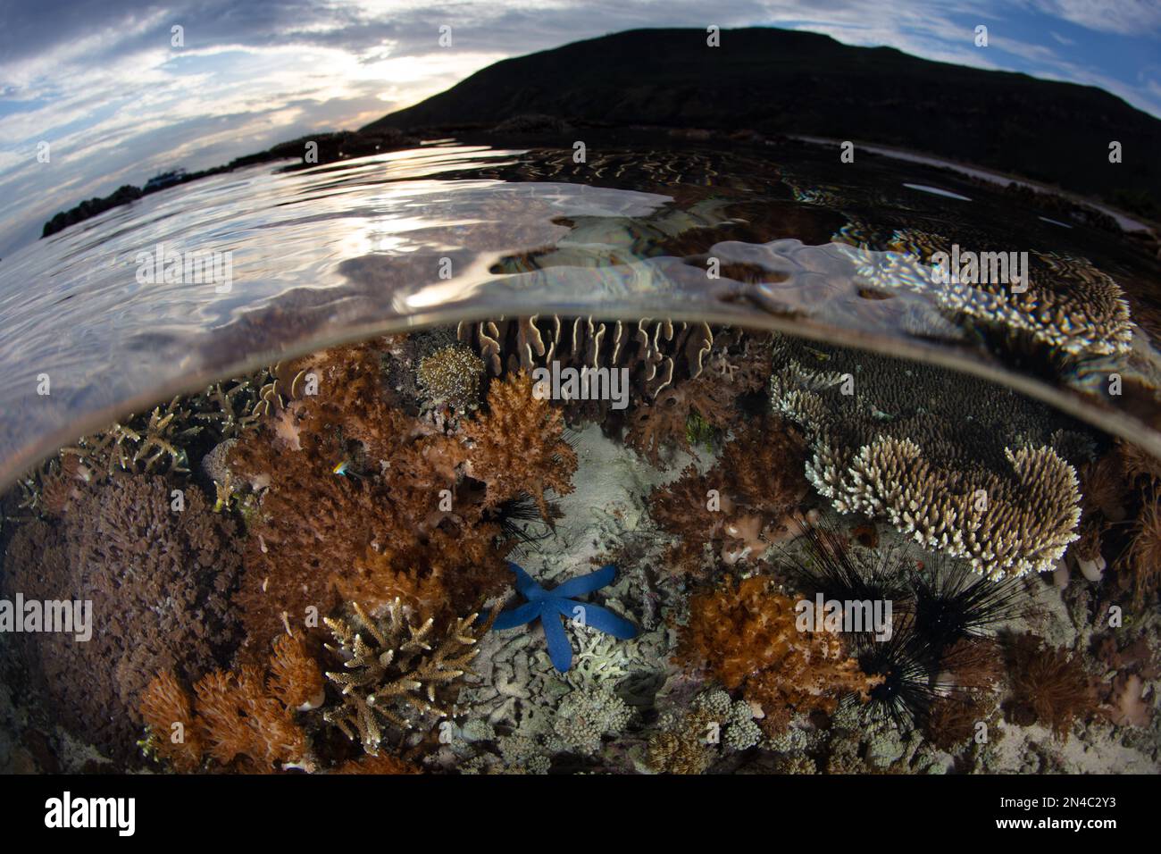 A healthy reef composed of a variety of corals and fish grows in Komodo ...