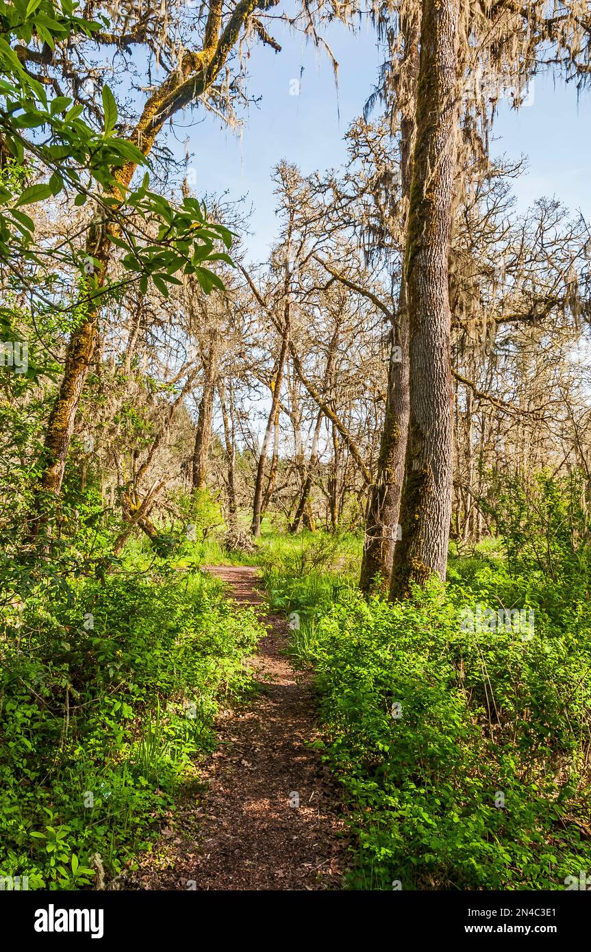 A foot path in the woods near Coast Fork Willamette River near Mt ...