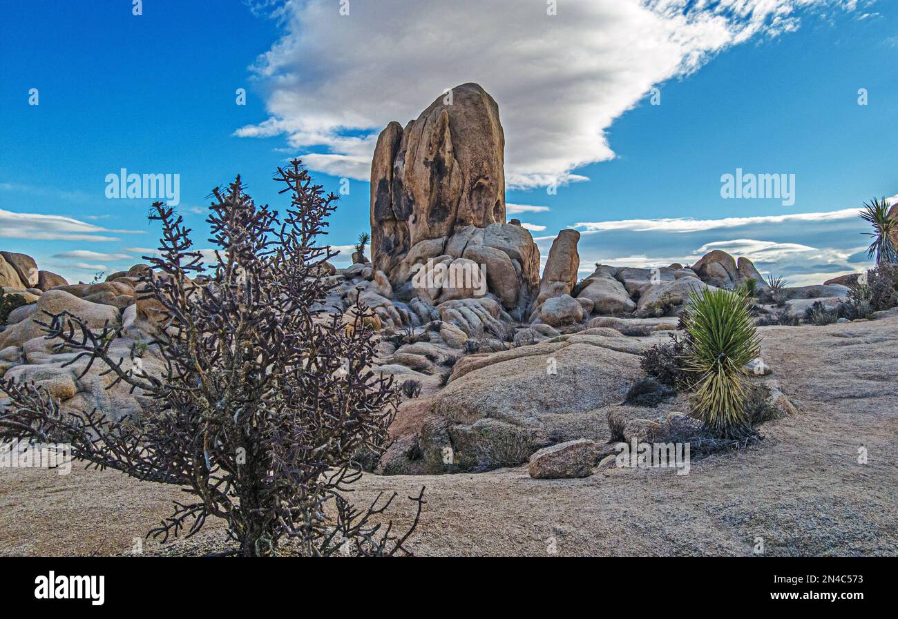 Picture of Arch Rock area in the Yoshua Tree National Park with cactus ...