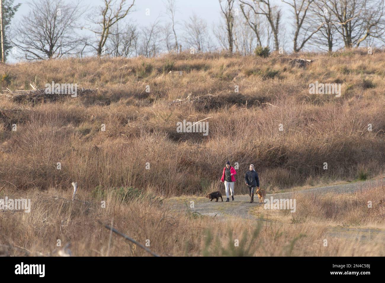 dog walkers in the countryside Stock Photo - Alamy