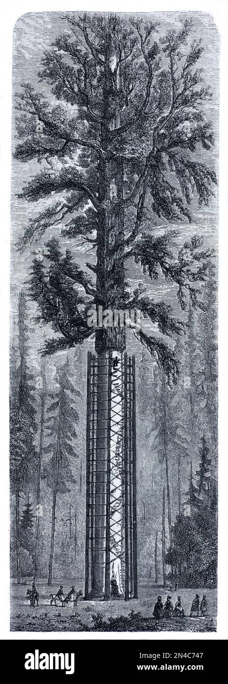 Debarking of Giant Sequoia or Giant Redwood, Sequoia semperviens, Tree ...