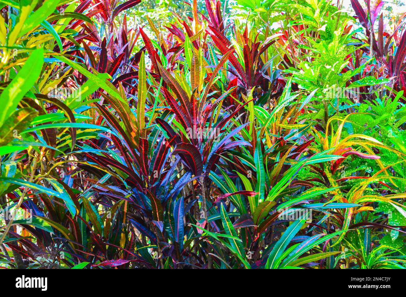 Zanzibar croton hi-res stock photography and images - Alamy