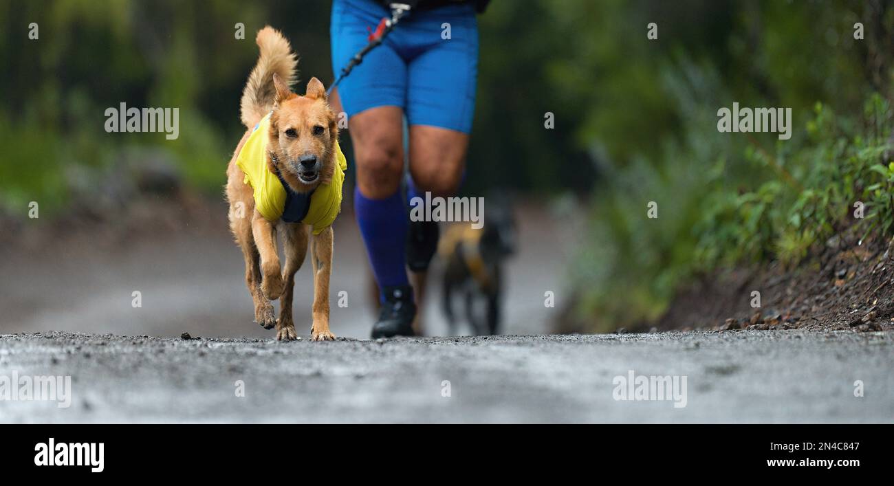 Dog and its owner taking part in a popular canicross race. Canicross ...