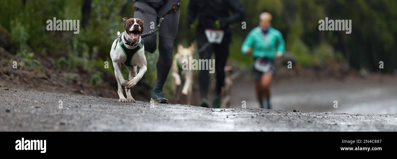 Dogs and its owners taking part in a popular canicross race. Canicross ...