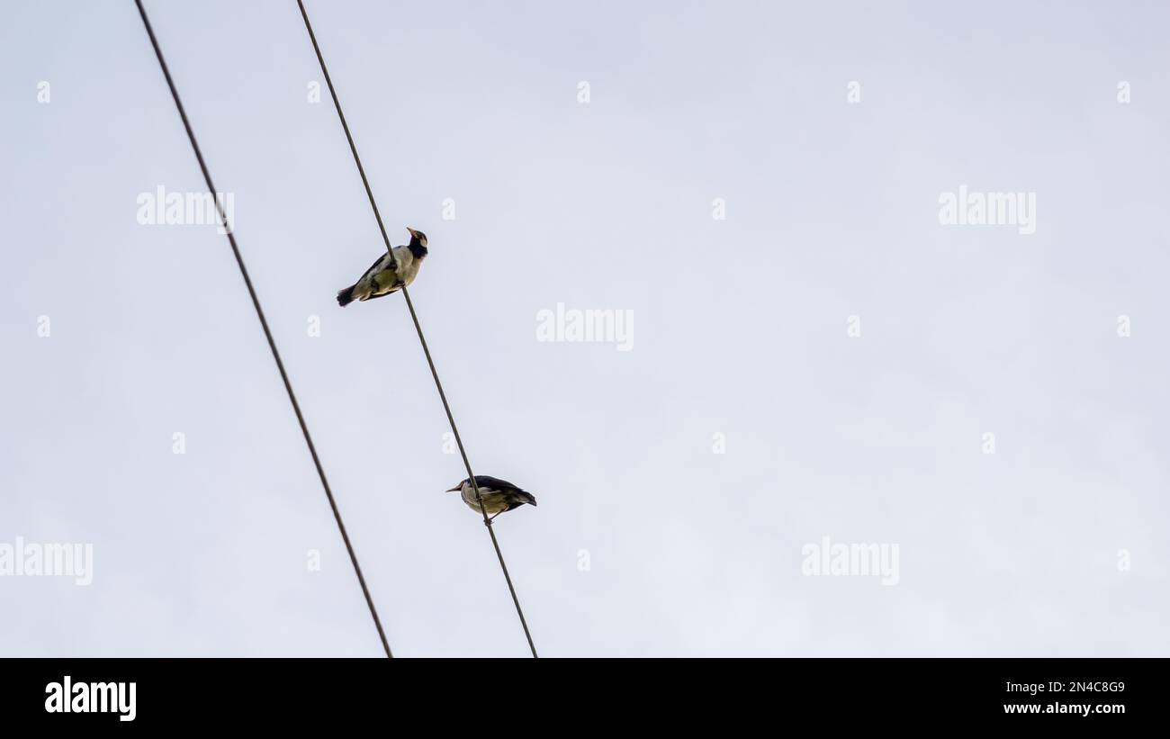 Birds are sitting on electric wires in a row Stock Photo - Alamy