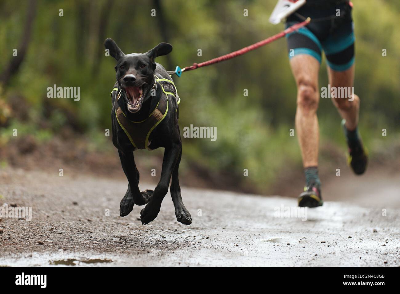Dog and its owner taking part in a popular canicross race. Canicross ...