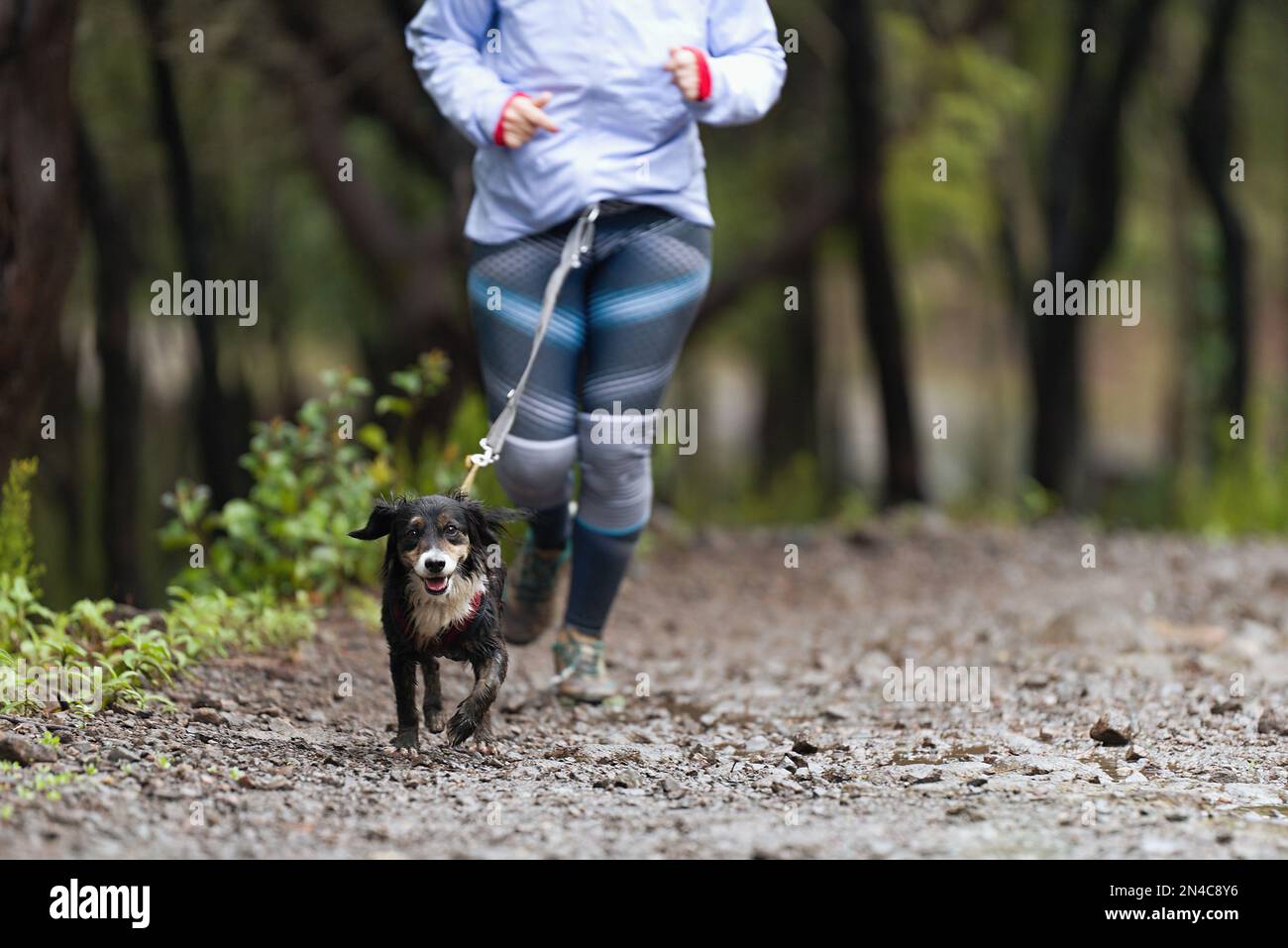 Dog and its owner taking part in a popular canicross race. Canicross ...