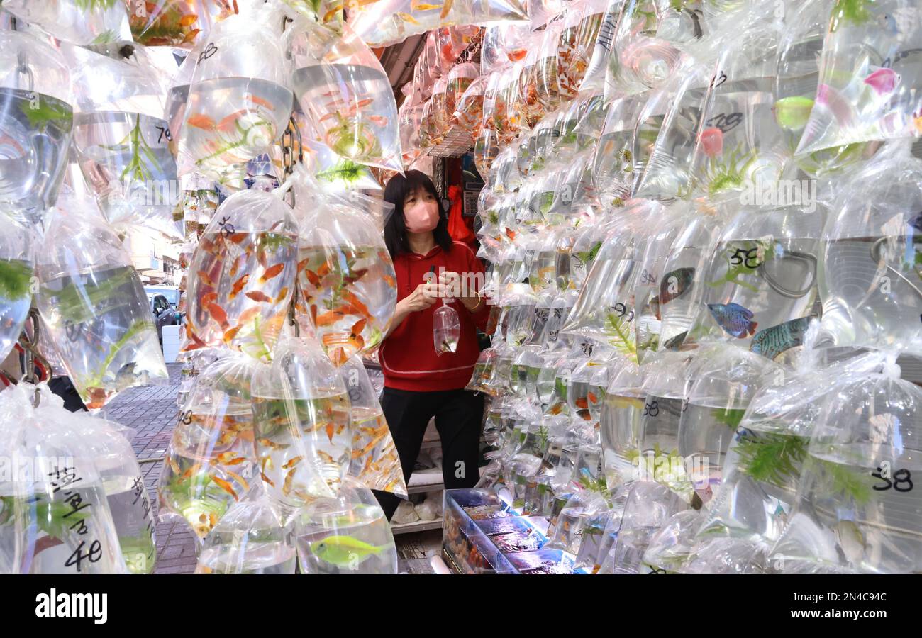 People visit Goldfish Market at Mong Kok. 02FEB23 SCMP/ K. Y. Cheng ...