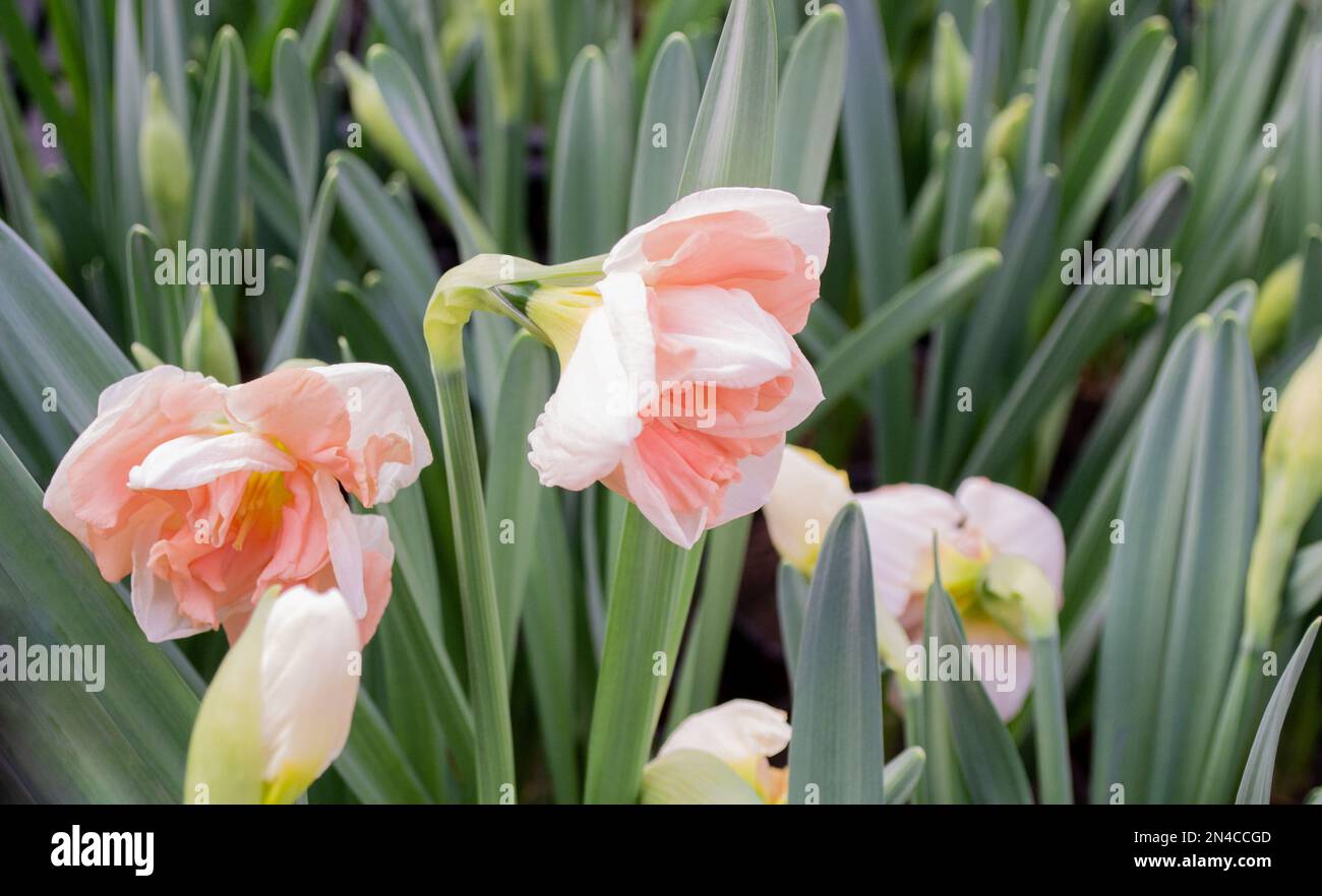 Rare Daffodils Top 10 Daffodils 2024 Choosing The Right Daffodil For