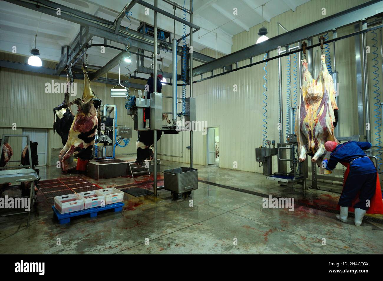 At the slaughterhouse. Butchers skinning carcass of a caw using hoist ...