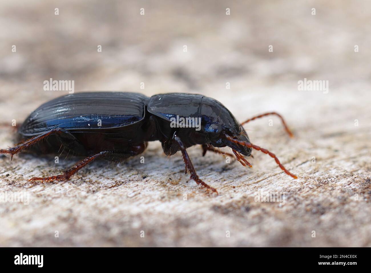 Detailed closeup on a bulky dark colored European ground beetle ...