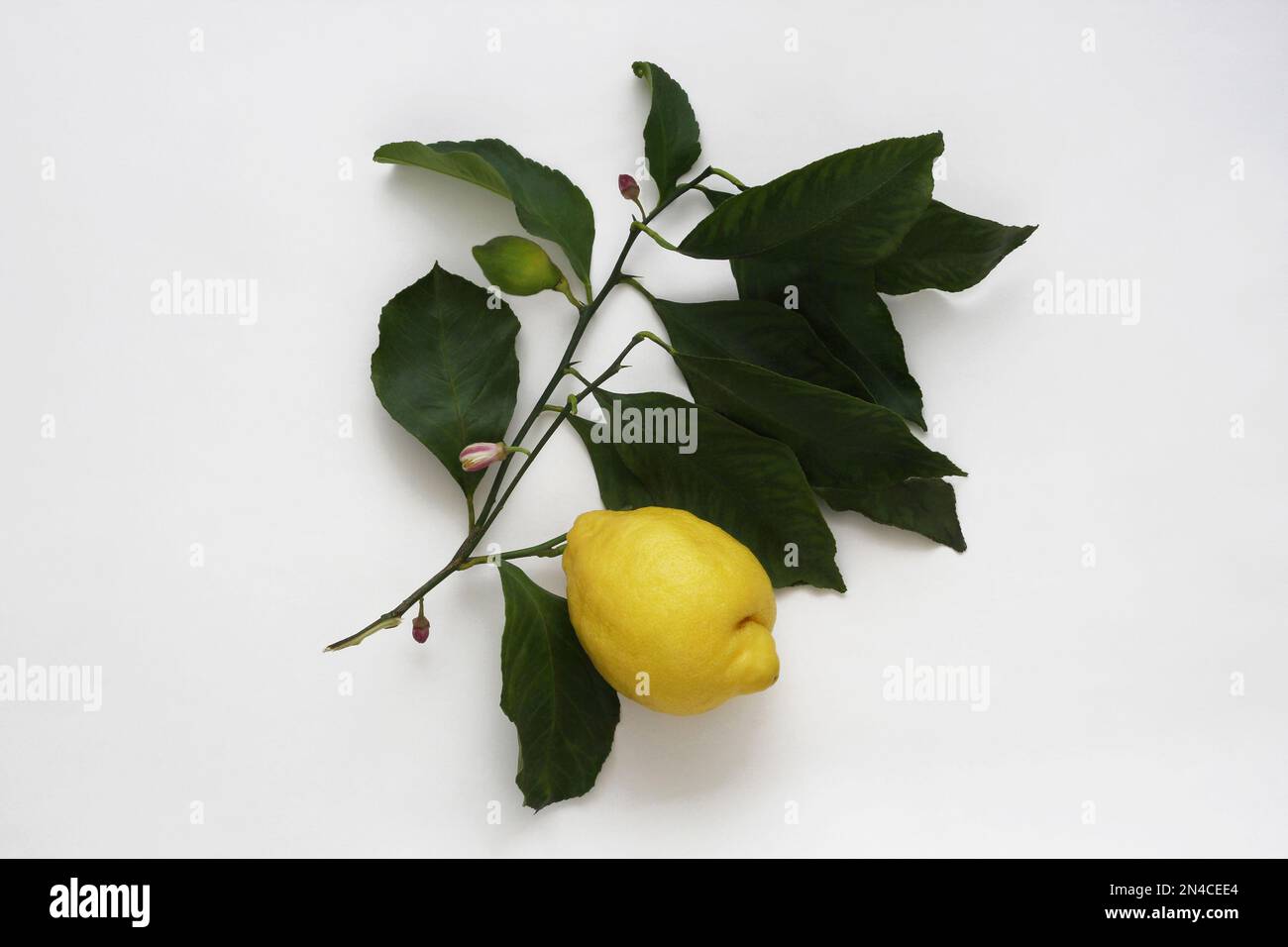 Lemon branch with lemon fruit, leaves and flower on white background ...