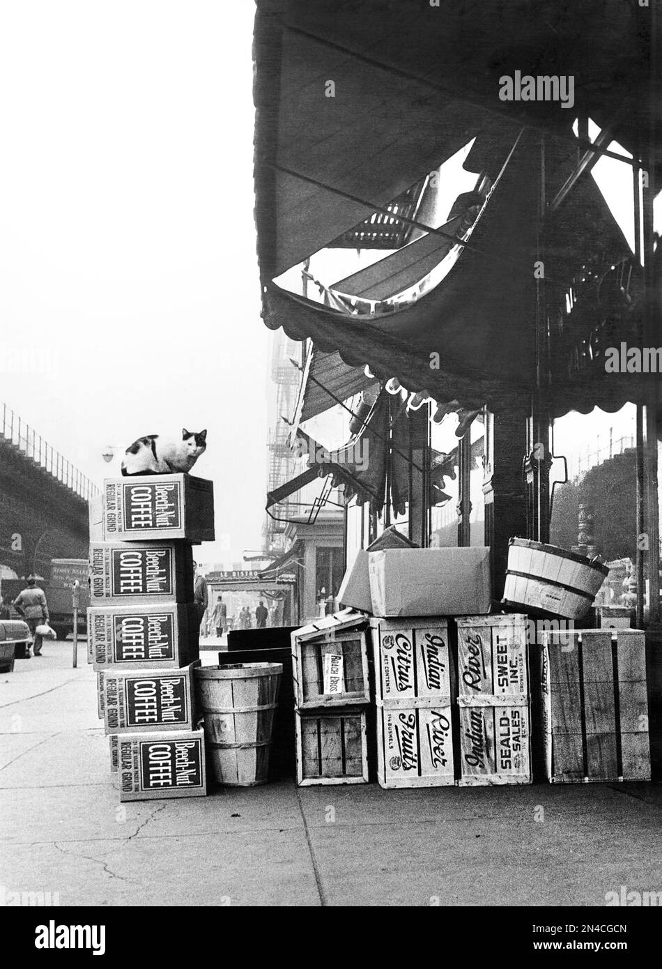 Cat sitting atop Boxes of Beech-Nut Coffee amongst other Crates on ...