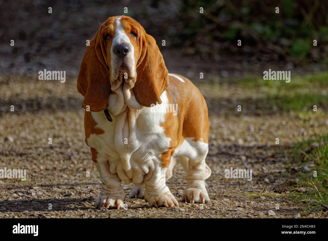 Droopy eared dog hi-res stock photography and images - Alamy