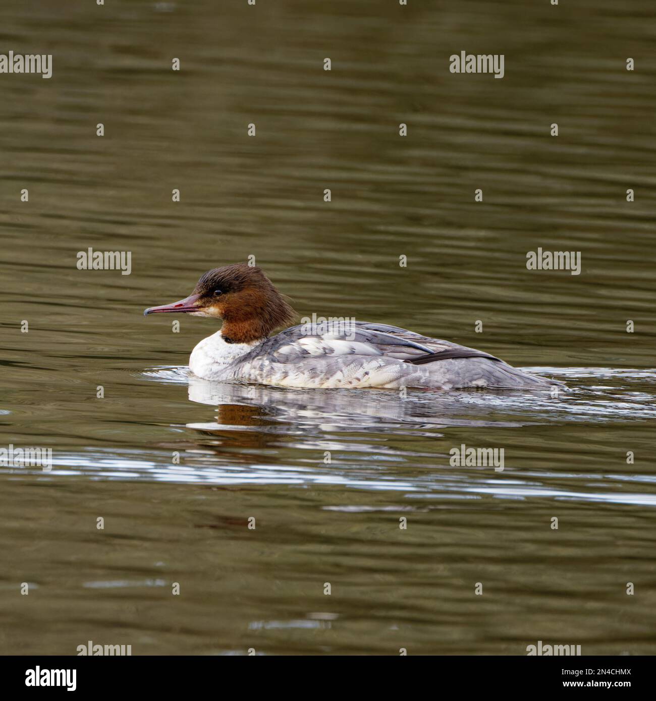 Female Goosander (Mergus merganser) paddling in freshwater lake Stock ...