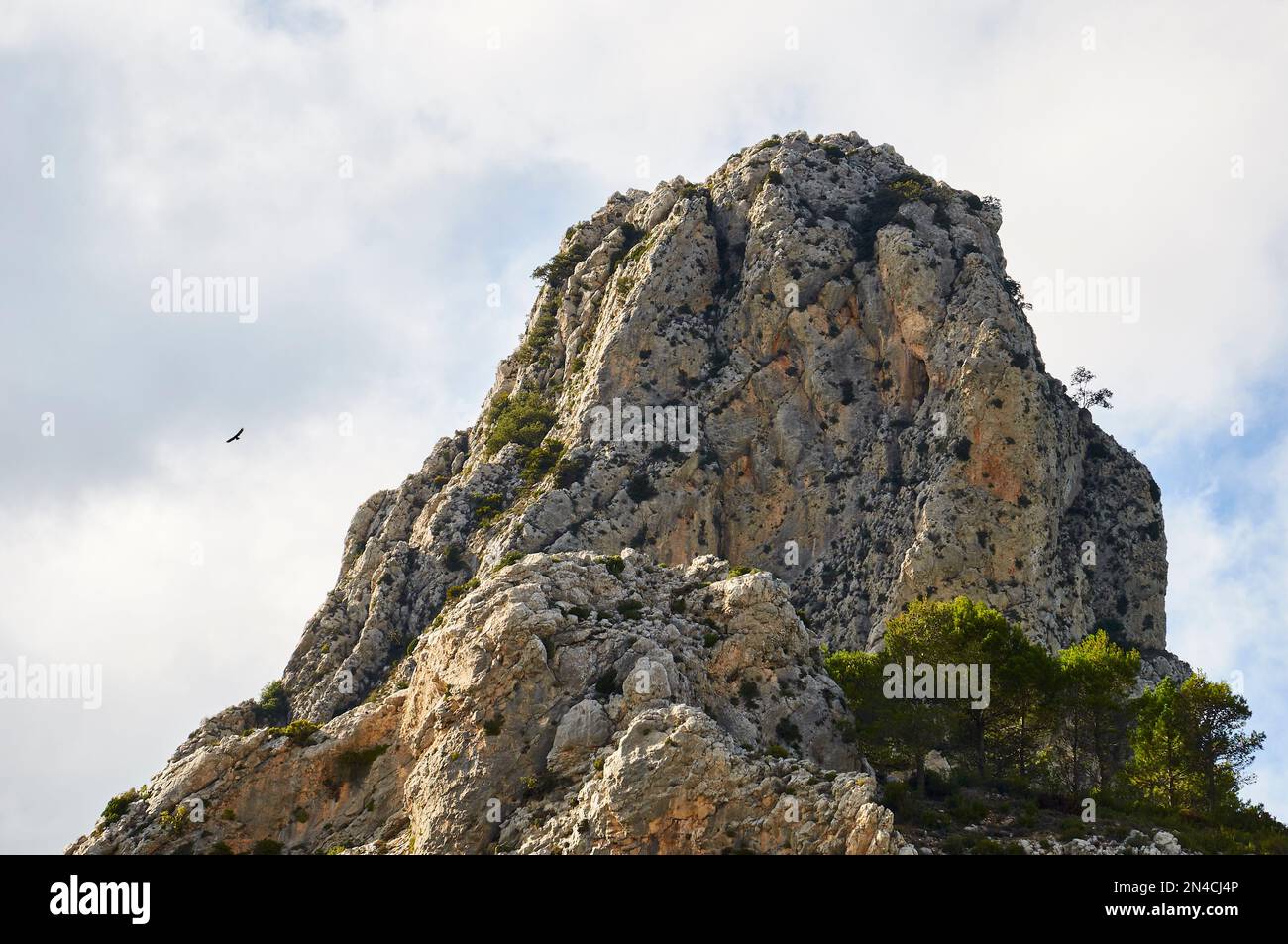 Fauna de la fauna hi-res stock photography and images - Alamy