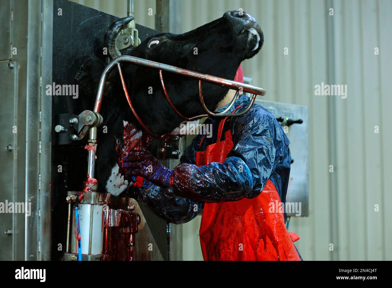 Man butcher cutting throat of a caw using knife, its head clutched by ...