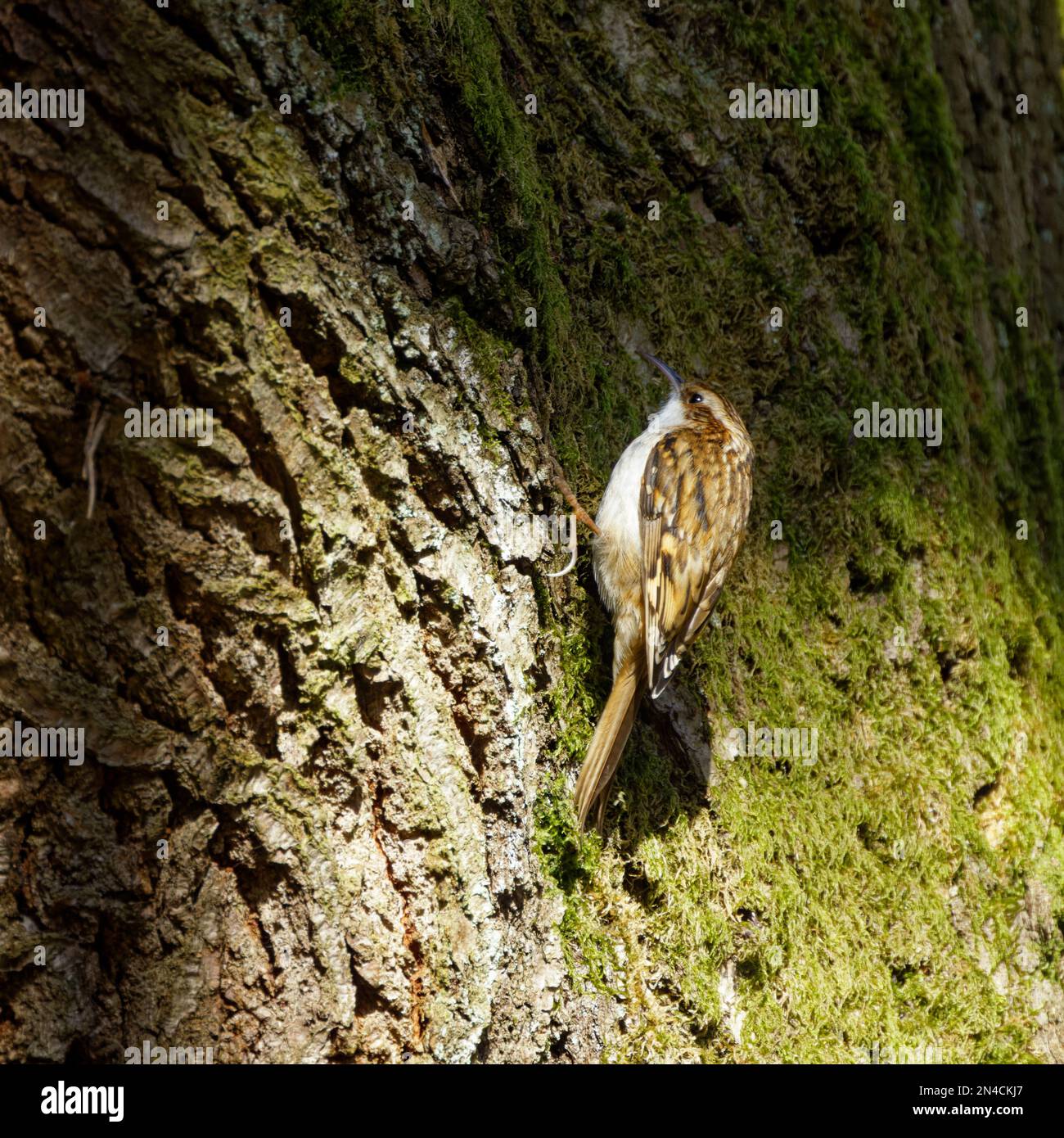 Tree Creeper (Certhia familiaris) looking for insects on mossy bark ...