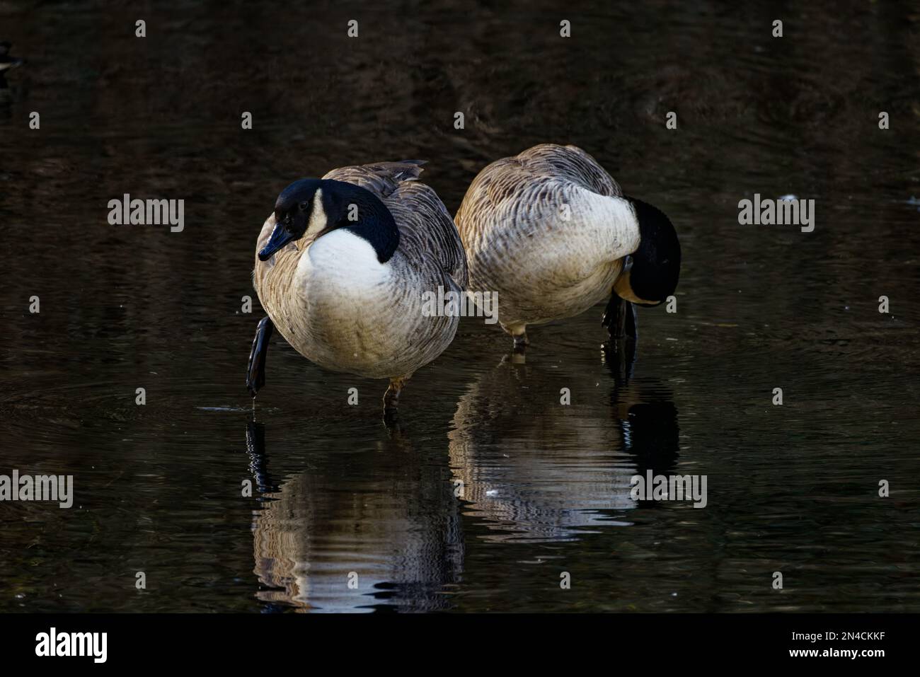 Pair of Canada Geese (Branta canadensis) both one leg out of the water ...