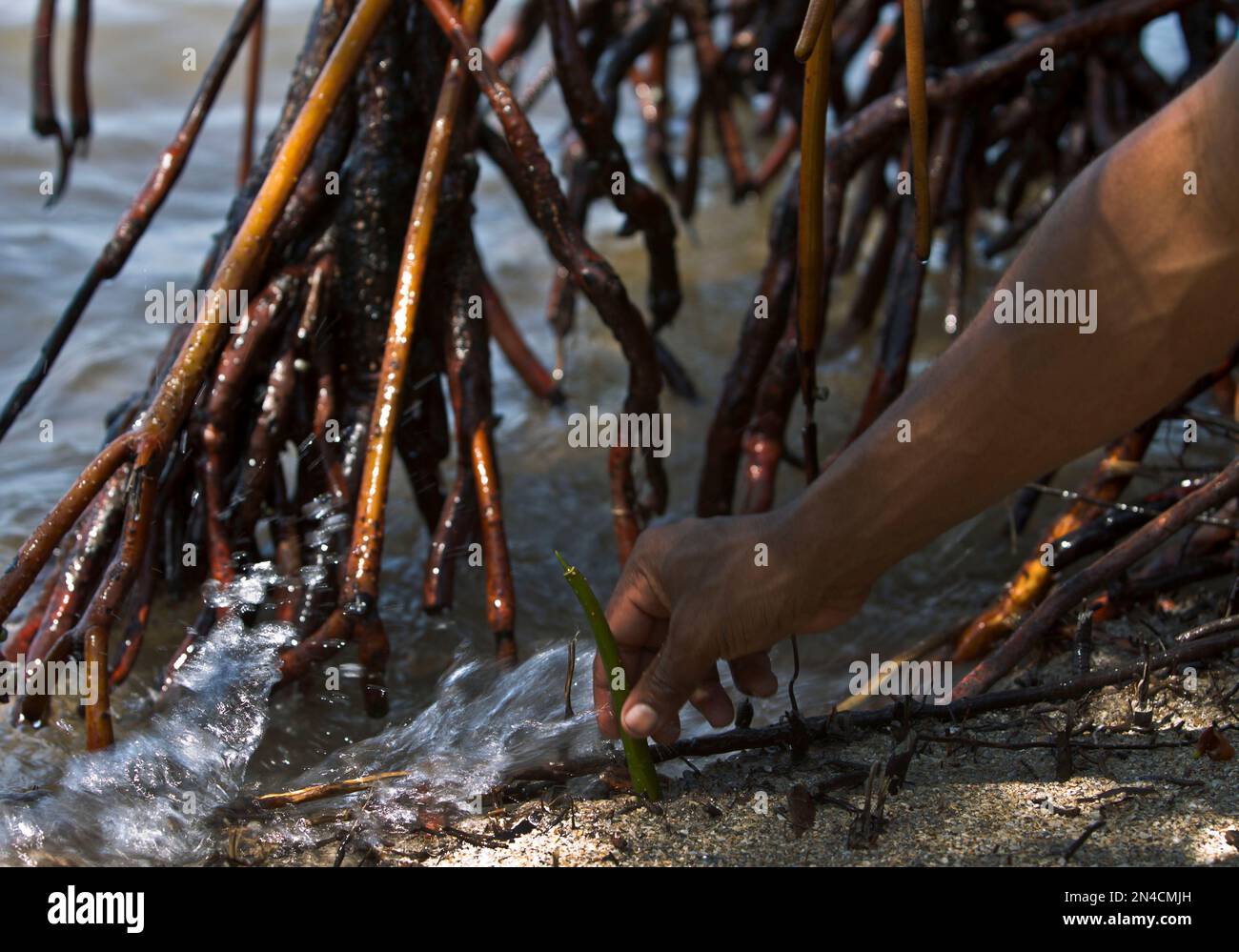 In this July 2, 2014, photo, government forest scientist Reynier Samon ...