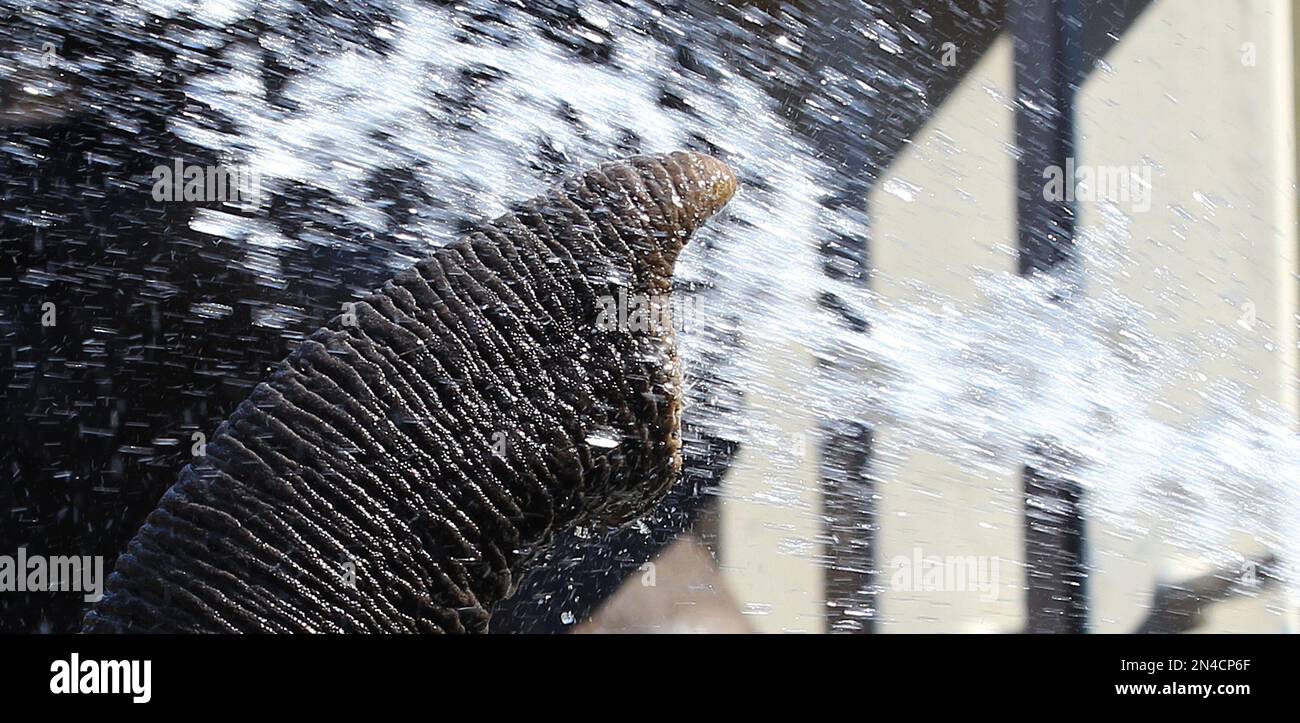 A elephant's trunk reaches for a spray of water while being hosed down ...