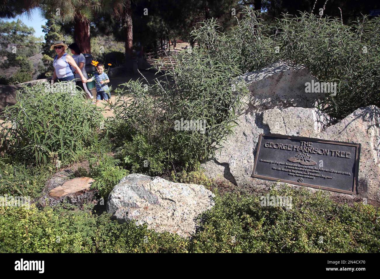 Visitors walk past a plaque marking the George Harrison Tree, in ...