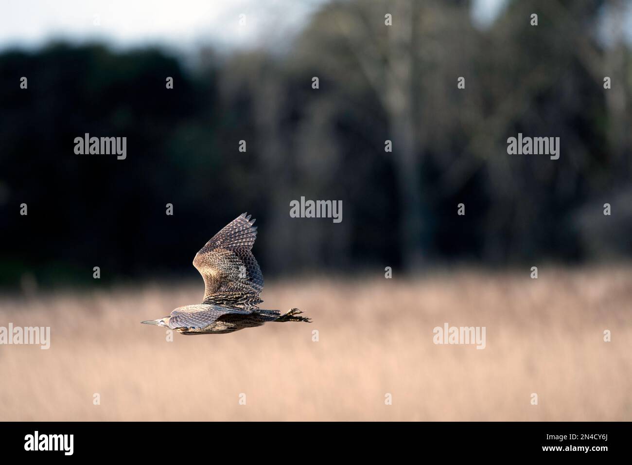 Bittern in flight Stock Photo - Alamy