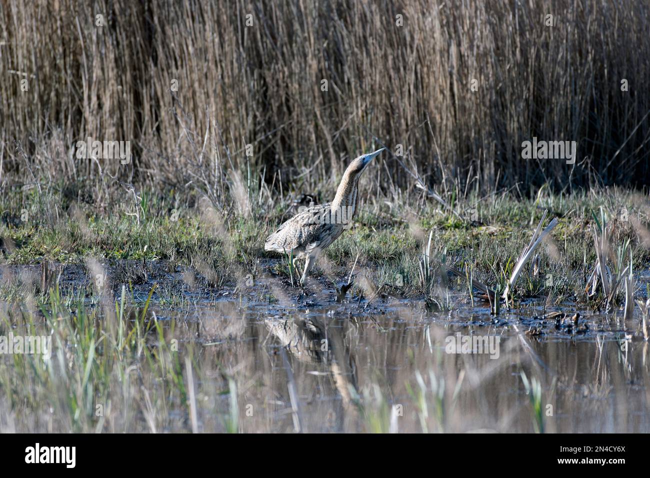 Predator stance hi-res stock photography and images - Alamy