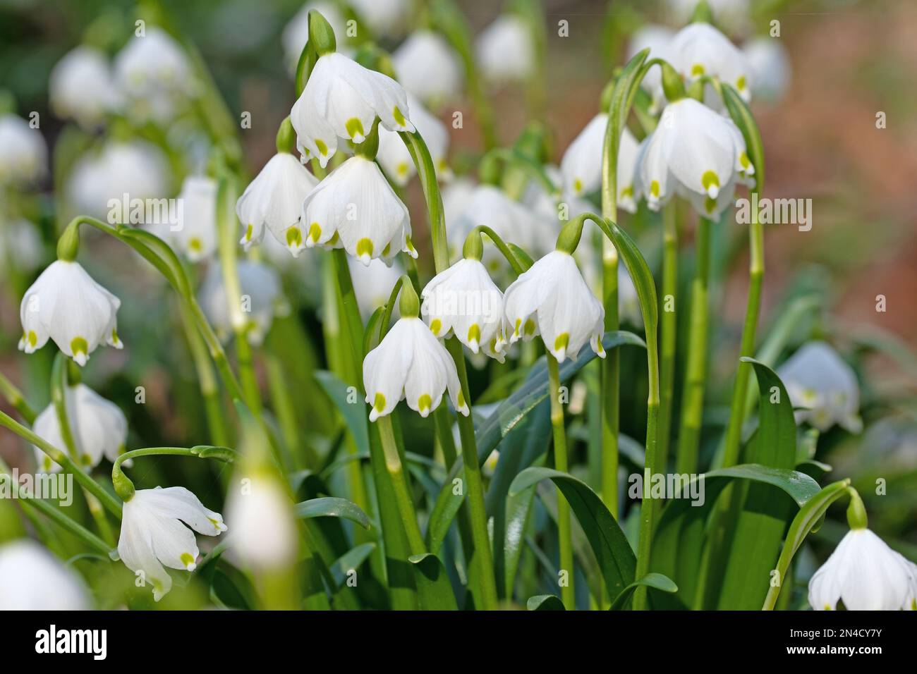 Blossoming spring snowflakes, leucojum vernum Stock Photo - Alamy