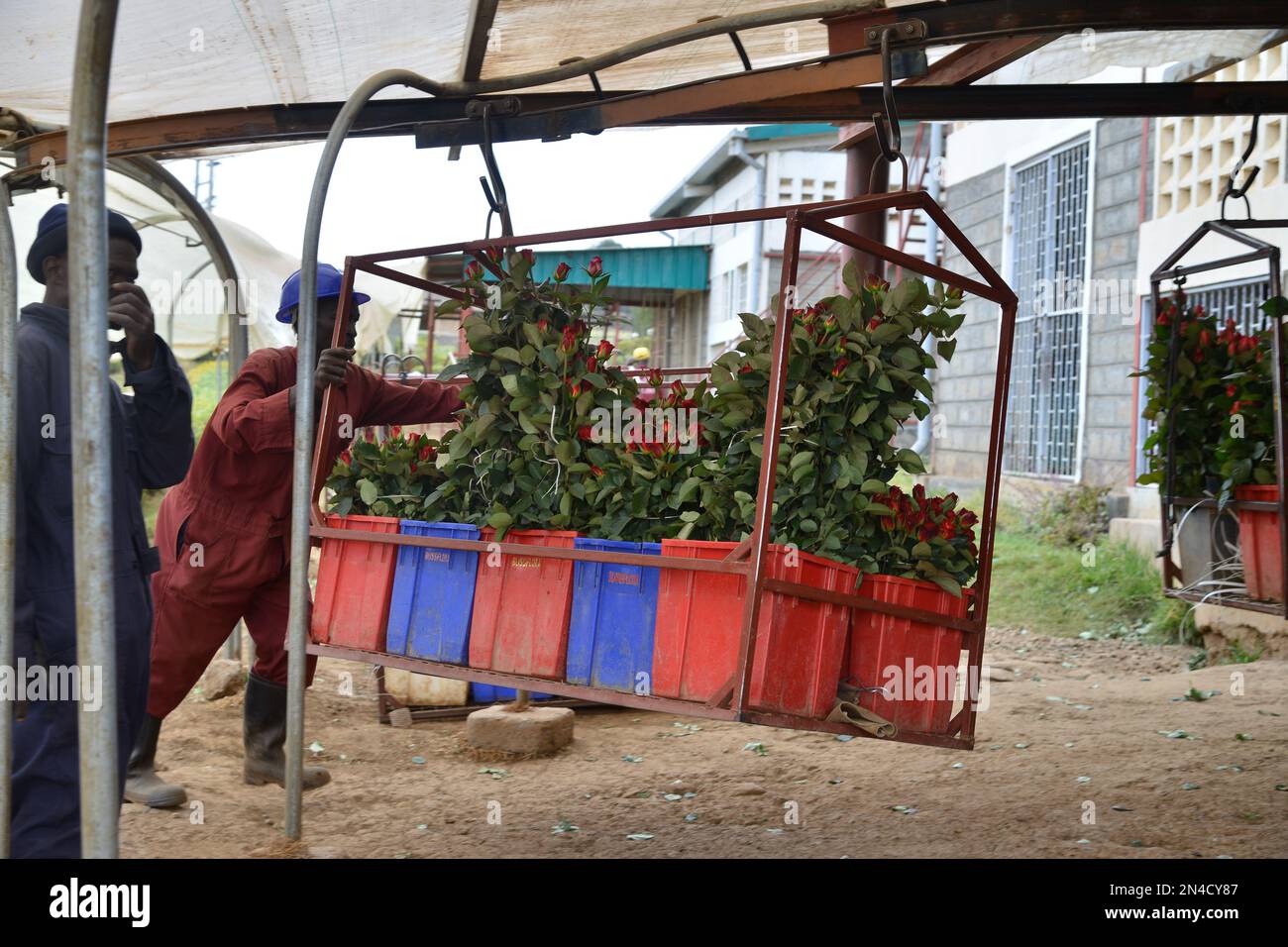 A worker pushes a hanging trolley with cut roses at a greenhouse in ...