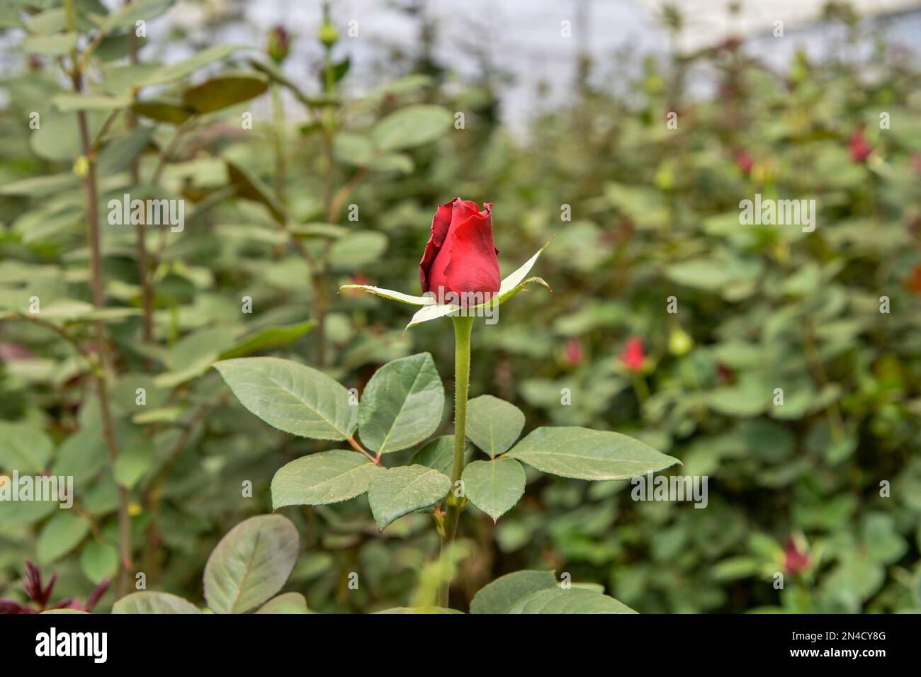 Njoro kenya hi-res stock photography and images - Alamy