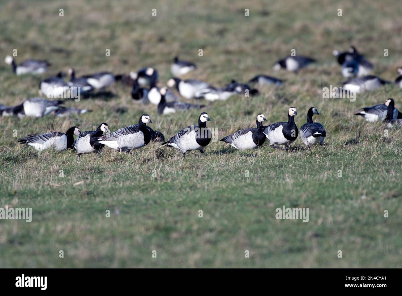 Barnacle geese grazing Stock Photo - Alamy