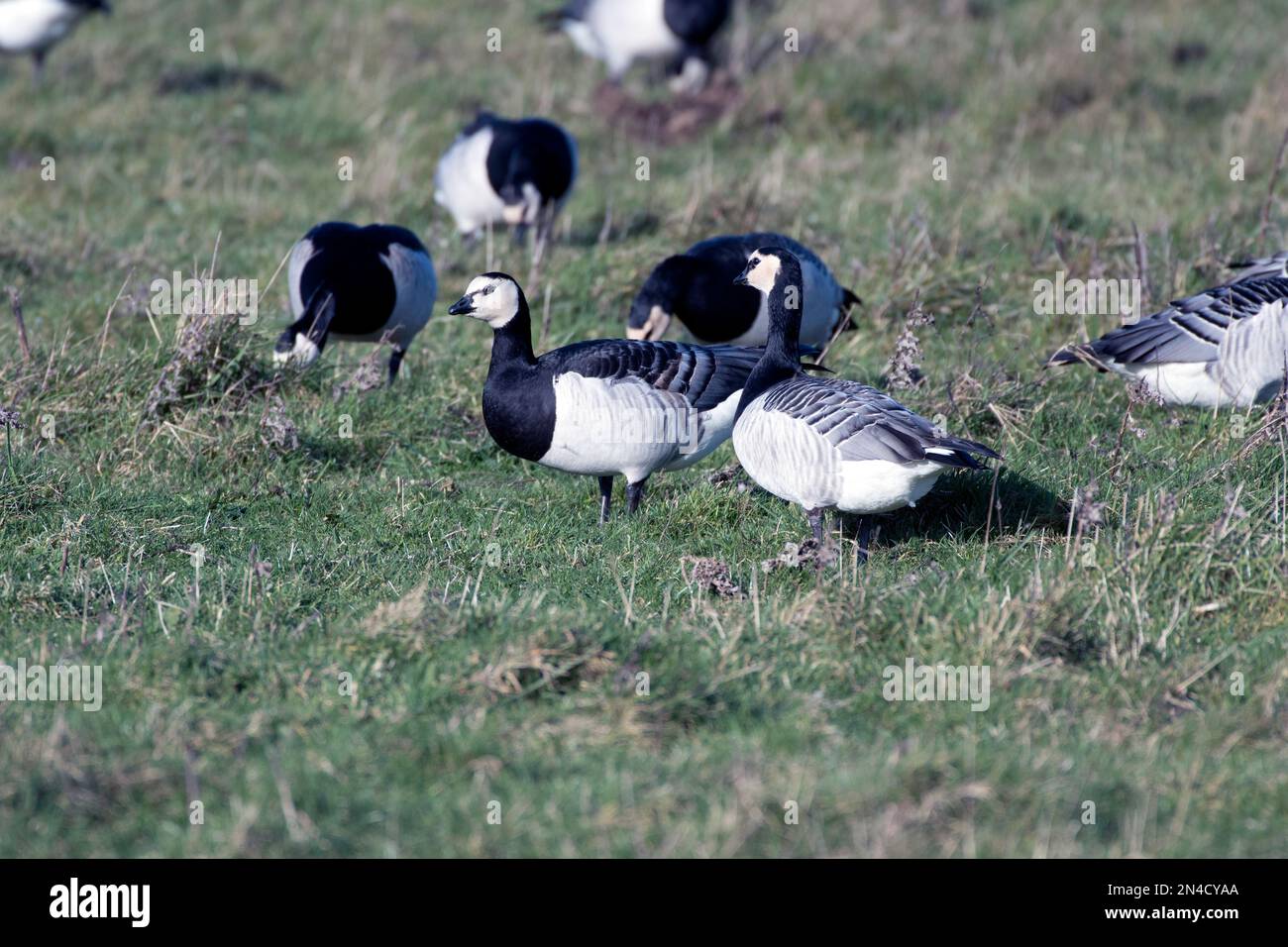 Grazing biology hi-res stock photography and images - Alamy