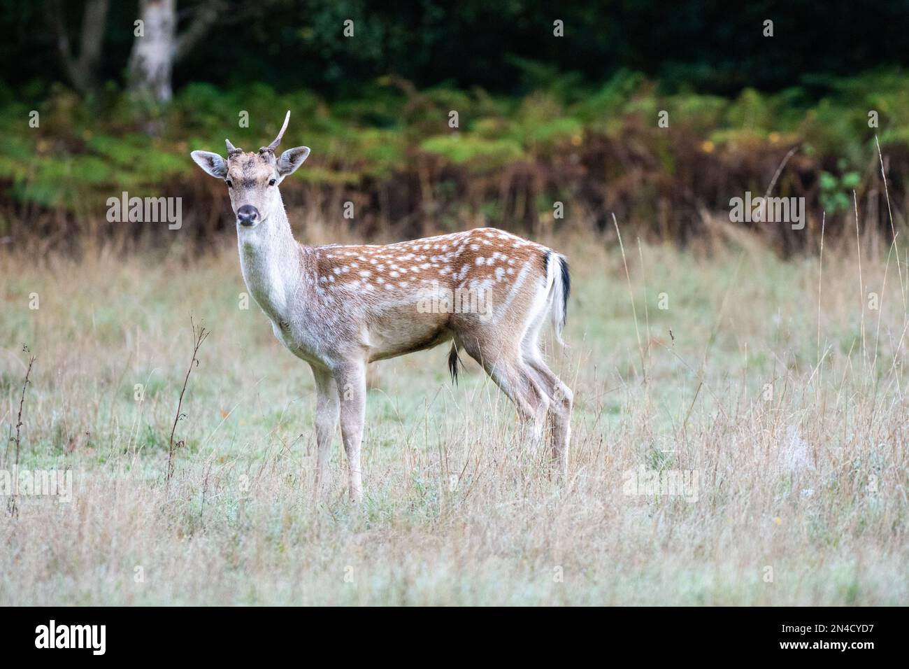 Fallow deer common herd hi-res stock photography and images - Alamy