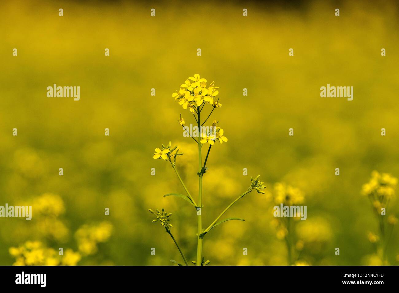 Mustard seed oil hi-res stock photography and images - Alamy