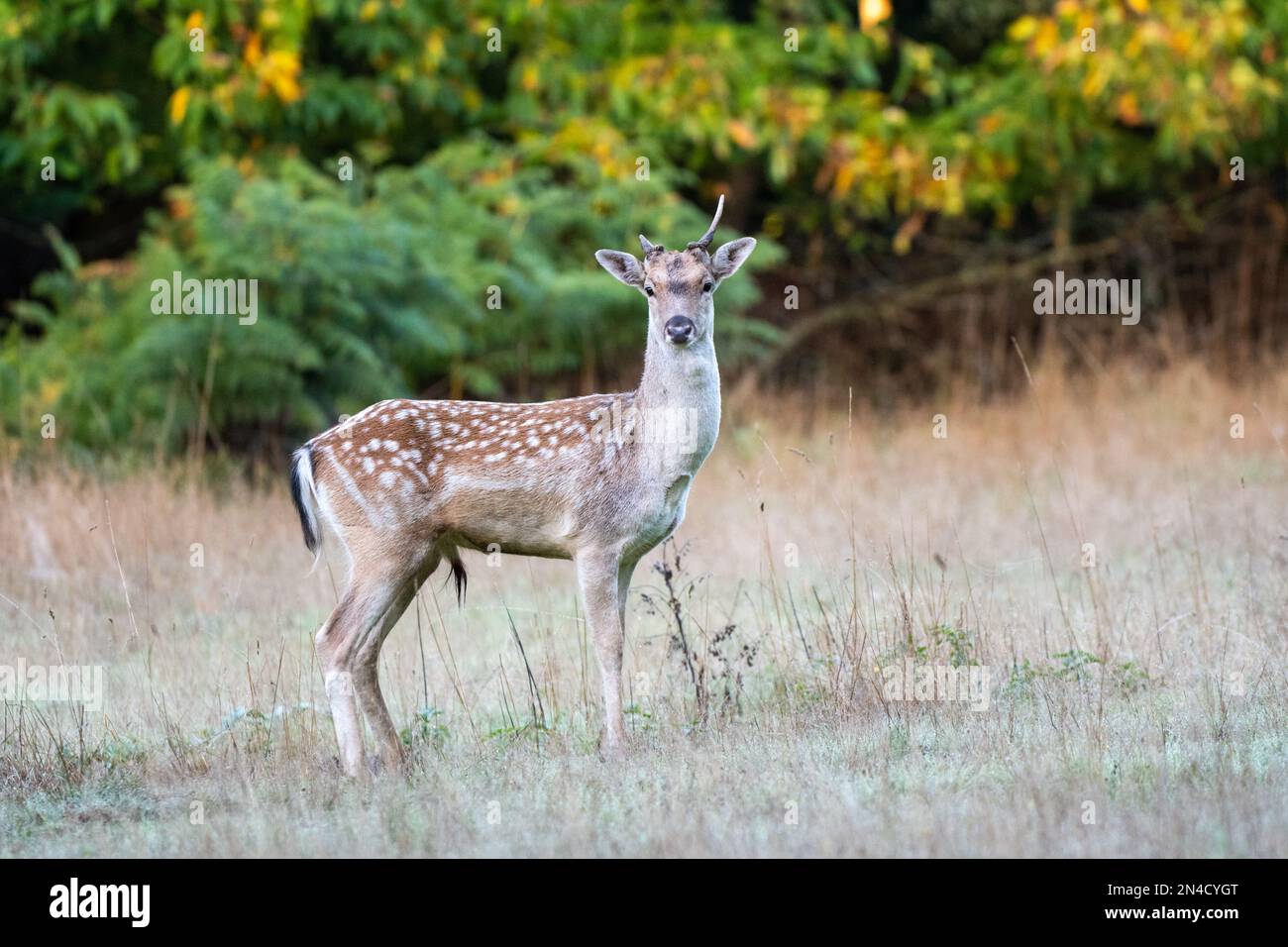 Fallow deer in woodland Stock Photo - Alamy