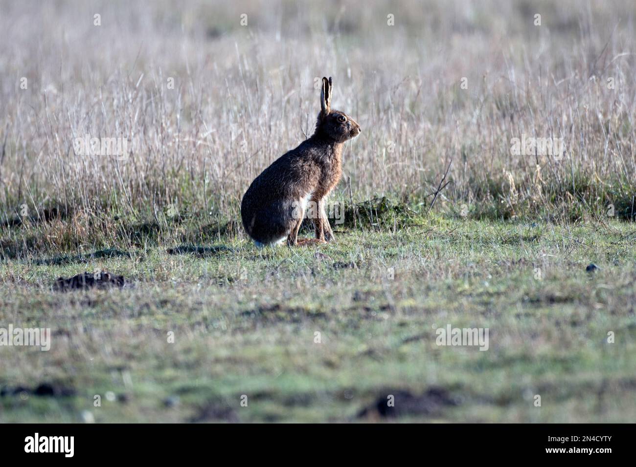 Beauty european hare lepus europaeus hi-res stock photography and ...