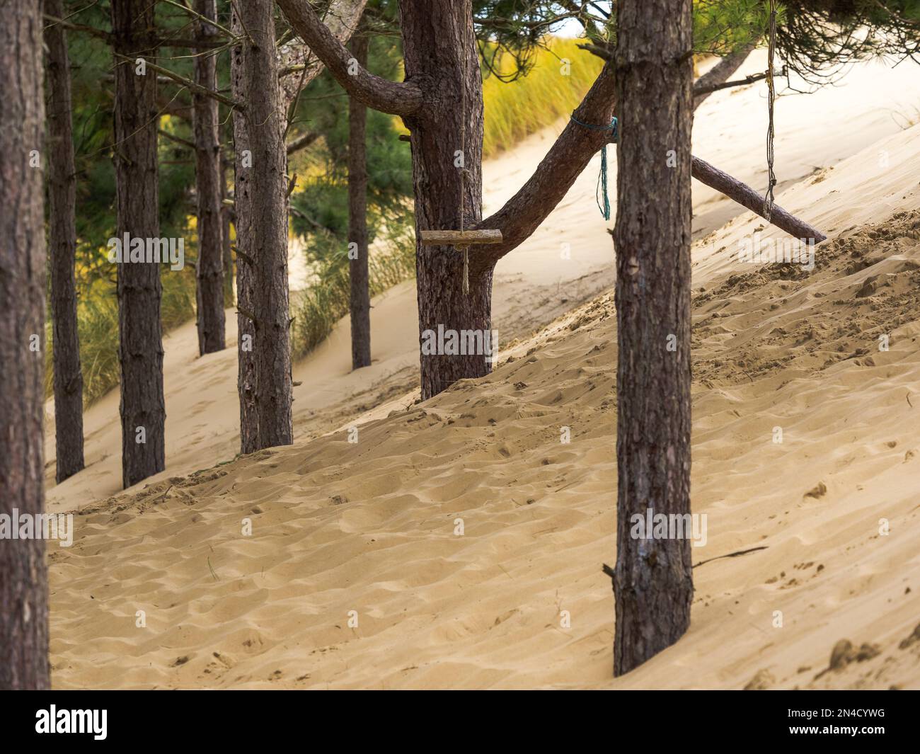 Sand dune shifting in the wind with forest pine trees buried under the moving sands Stock Photo ...