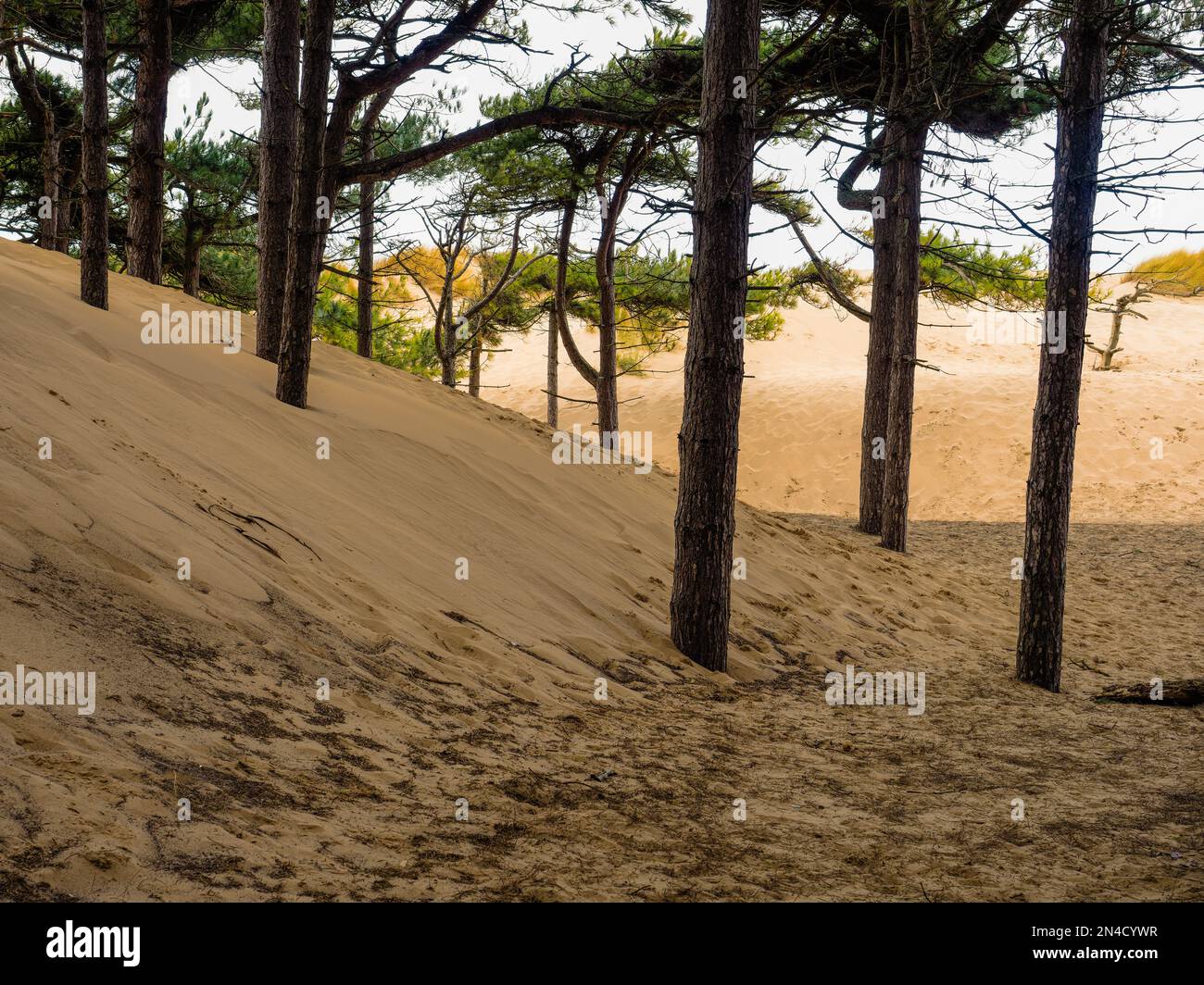 Sand dune shifting in the wind with forest pine trees buried under the ...