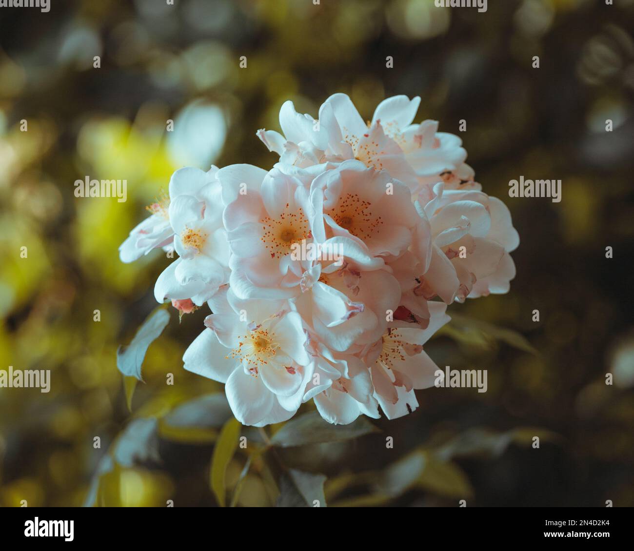 A closeup of Rosa Sally Holmes. White shrub rose cultivar Stock Photo ...