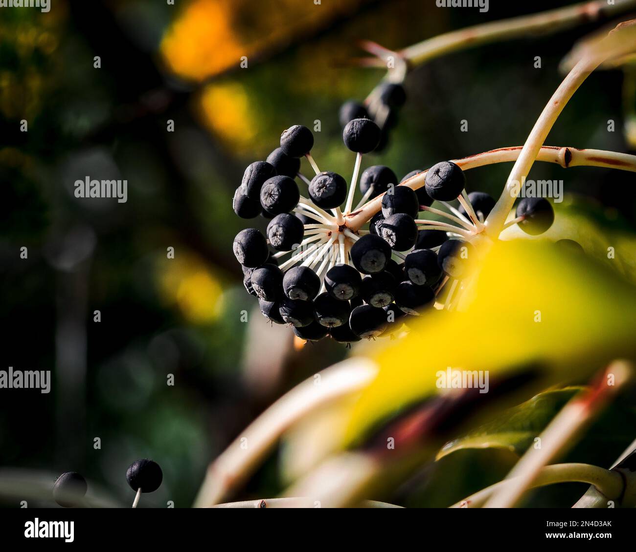 A closeup of Fatsia japonica, Japanese aralia fruit Stock Photo - Alamy