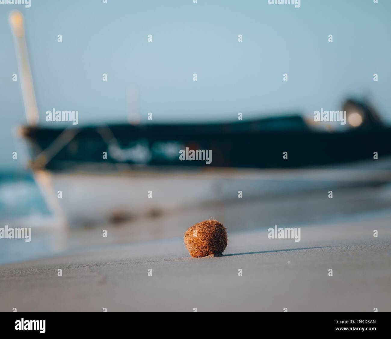 A sea ball on the beach. Aegagropila, Pillae marinae Stock Photo - Alamy