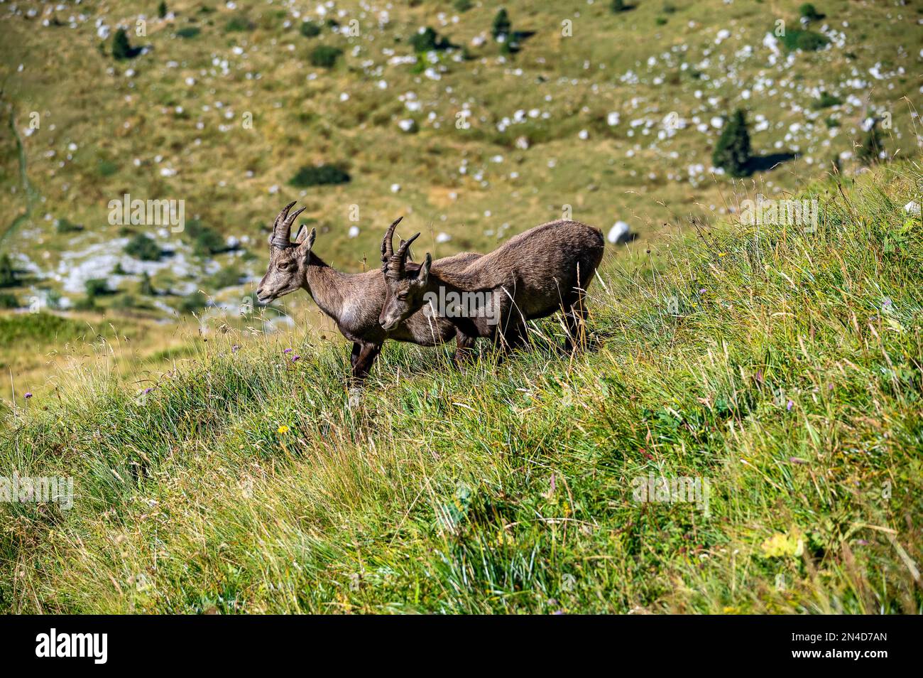 Alpine ibex jumping hi-res stock photography and images - Alamy