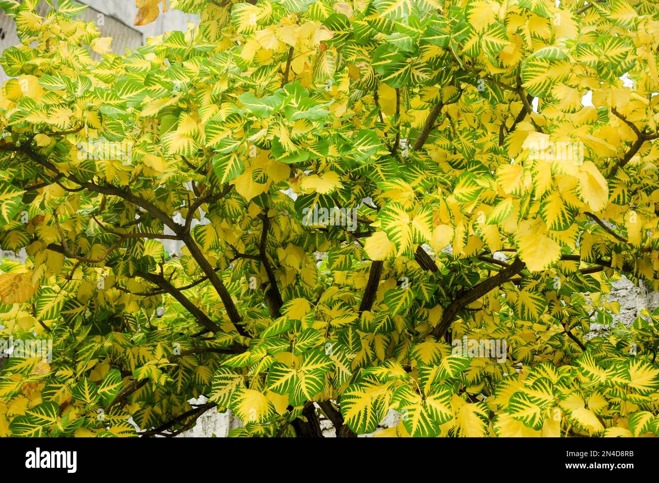 Leaves of a strange yellow and green leaf tree called Erythrina ...
