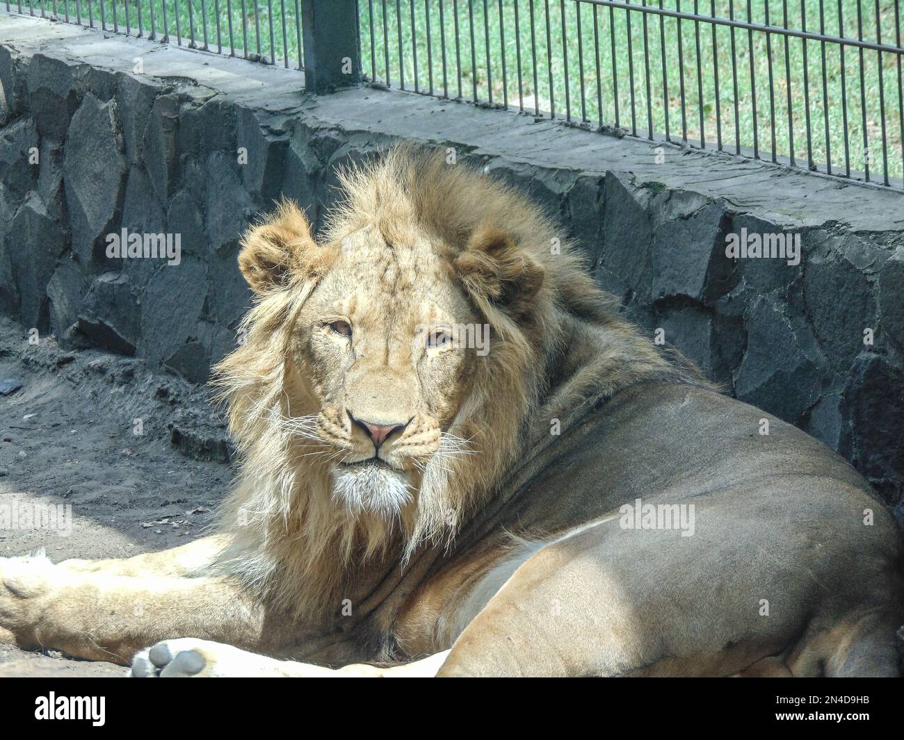 Beautiful lion at zoo. Feline, lion Stock Photo - Alamy